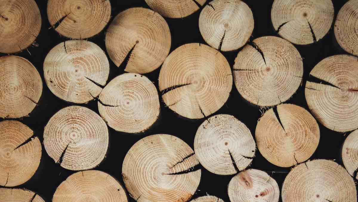What Is the Cheapest Wood for Furniture and Is It Worth It?